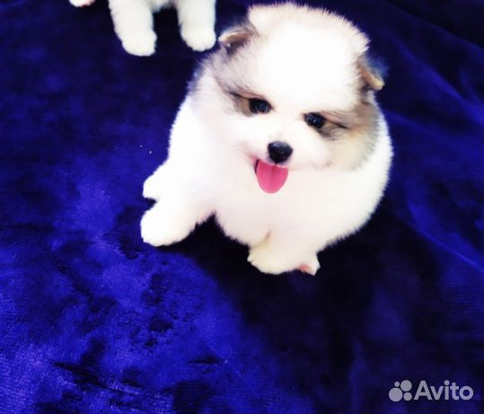 Продаётся Шпиц