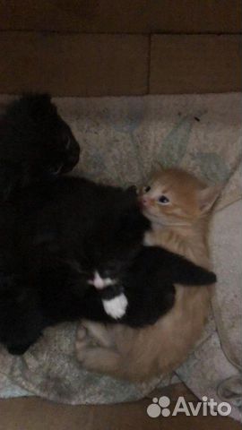 Котята в дар
