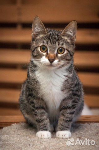 Котик стал ненужным в семье из-за рождения малыша