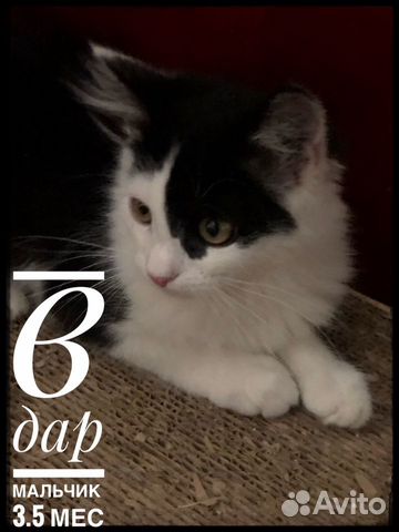 Котёнок 3.5 мес в добрые руки