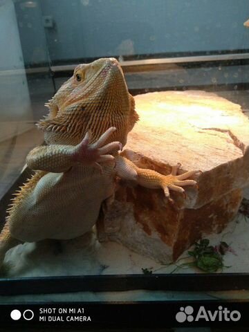 Бородатая агама