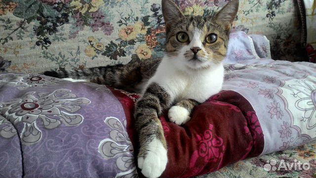 Ищем дом и семью кошке Арише