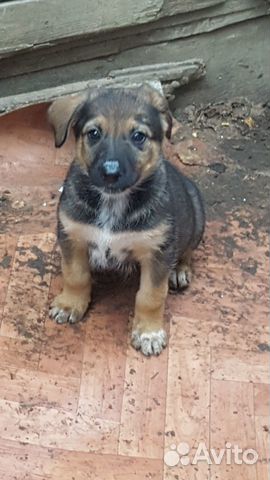 Замечательные щеночки