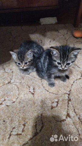 Кинули-красотули