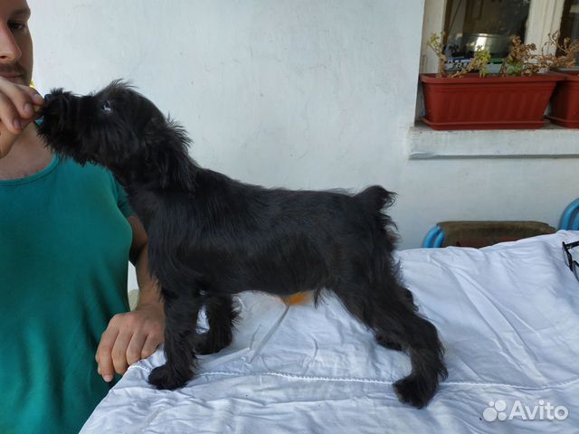 Цвергшнауцер