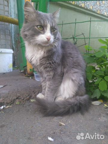 Дымчатый котик