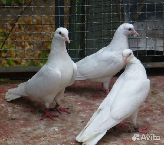 Голуби бакинсы и китайка хохлатая