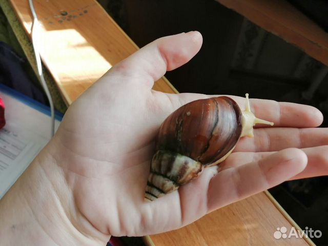 Улитка ахотин