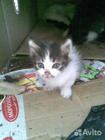 Кошечка-крошечка