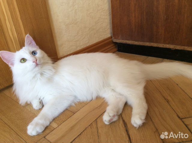 Красавица ангорка Алиса в добрые руки