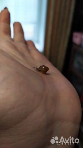 Улитки ахатина (фулика)