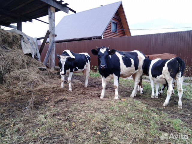 Тёлочки элитных пород