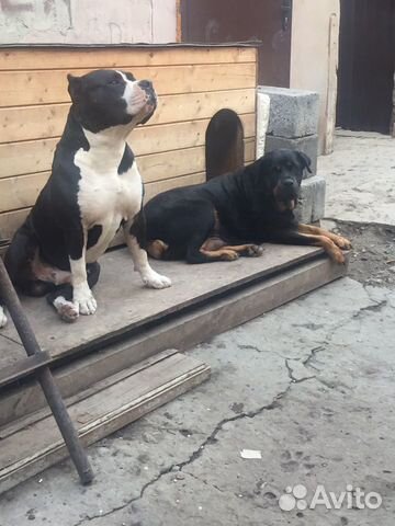 Только девочки