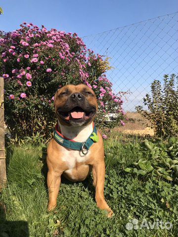 Вязка. Стаффордширский бультерьер, стаффбуль