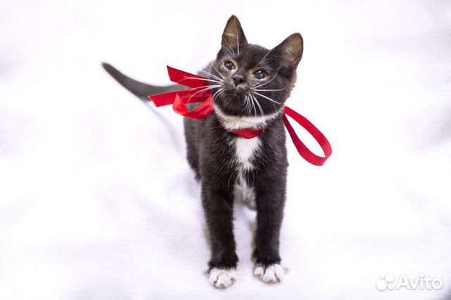 Котёнок, Адмиралтейский район