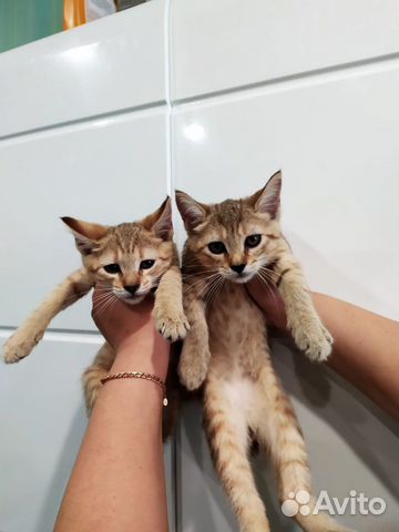 Пиксибоб котята рысята