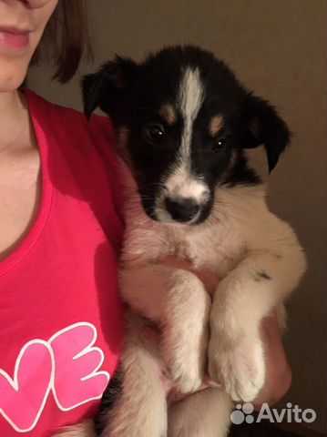 Щенки Соня и Люси