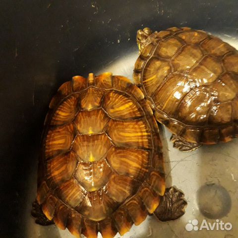 Красноухие черепахи