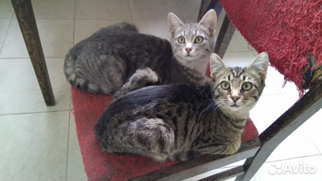 Котята Лео и Сержик