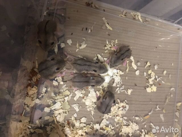 Хомяк джингарский в добрые руки