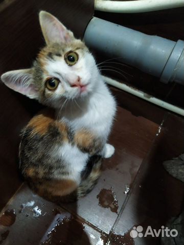 Котенок девочка в хорошую семью