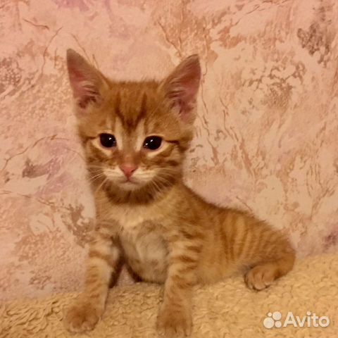 Рыжий котёнок в добрые руки