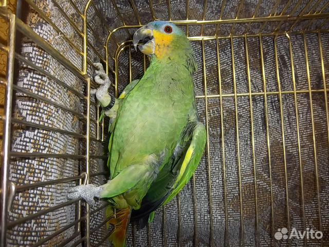 Венесуэльские амазоны