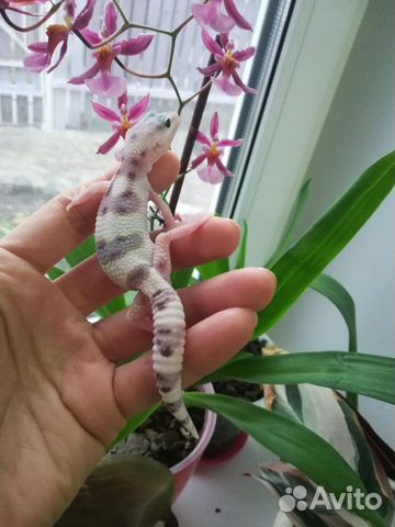 Эублефар этого сезона. Морфный