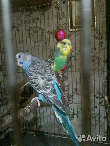 Волнистые попугаи