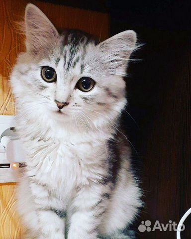 Котенок кошечка Анфиса 3 мес
