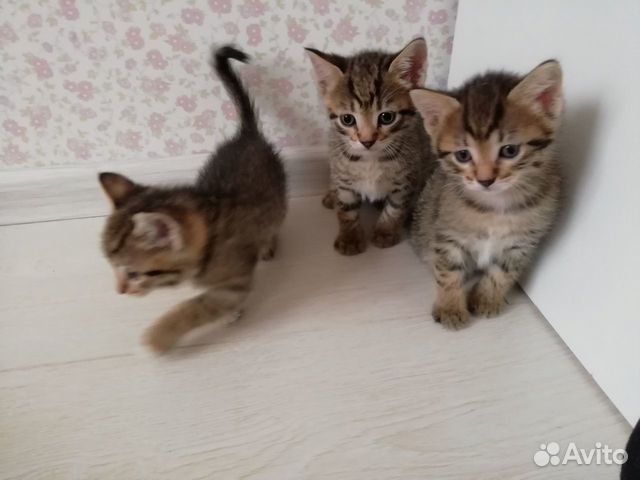 Отдаю котят от уникальной умной кошки