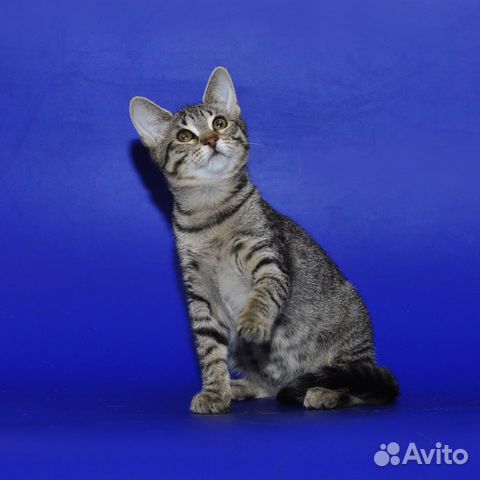 Малышка Алиса ищет дом