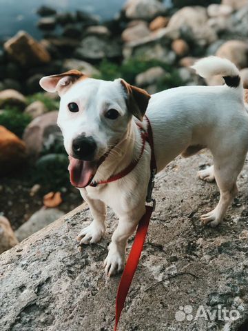 Вязка / случка