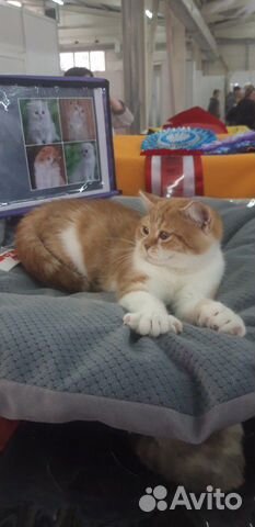 Шотландские котята с документами