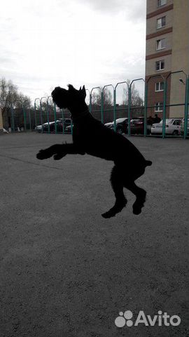 Продам ризеншнауцера