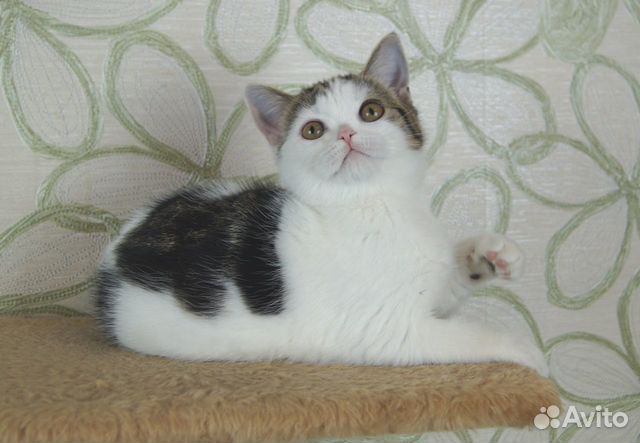 Самый ласковый мурчун скоттиш-страйт