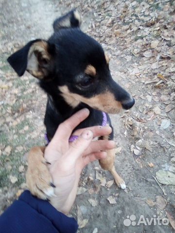 Отдам собачку, девочка, 3 месяца, ласковая, добрая