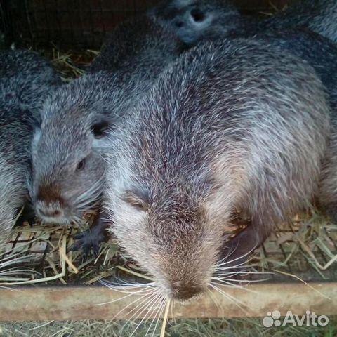 Продам молодых самок, в октябре-8,9 месяцев