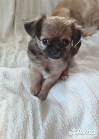 Малышка чихуахуа