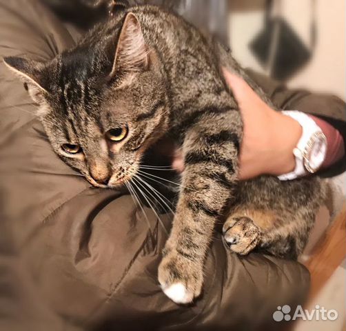 Застенчивый, но очень ласковый котик