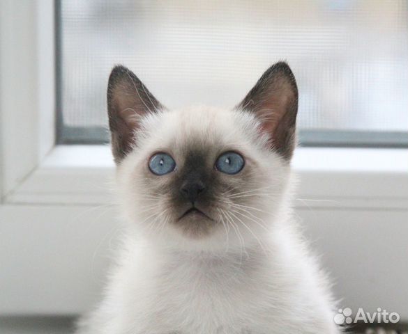 Мальчик тайчик. Окрас сил поинт