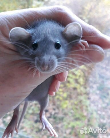 Голубые дамбоухие крысята