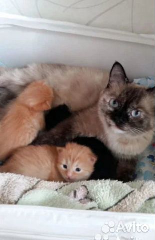 Ми-ми-Мишные котята