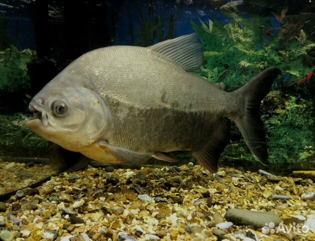 Пиранья Бурый паку