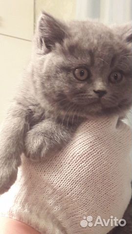 Голубая британская девочка