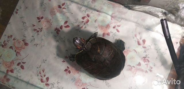 Красноухая черепаха