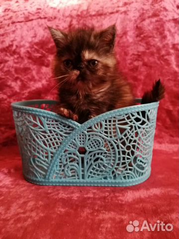 Кошечка малышка