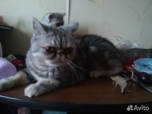 Экзот кошка