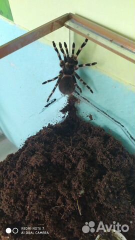 Белоколенный Бразильский паук