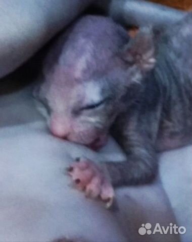 Резерв котенка